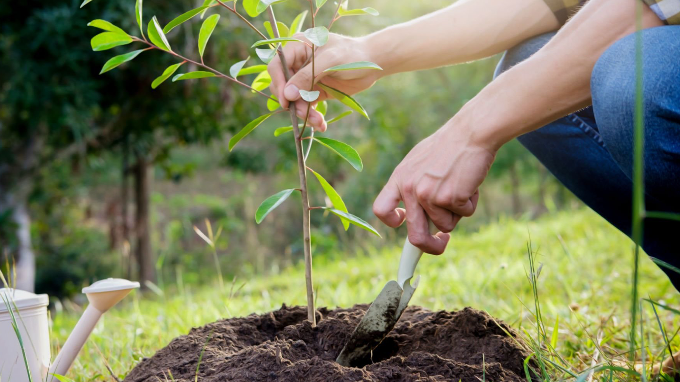 Kada je vreme za sadnju?